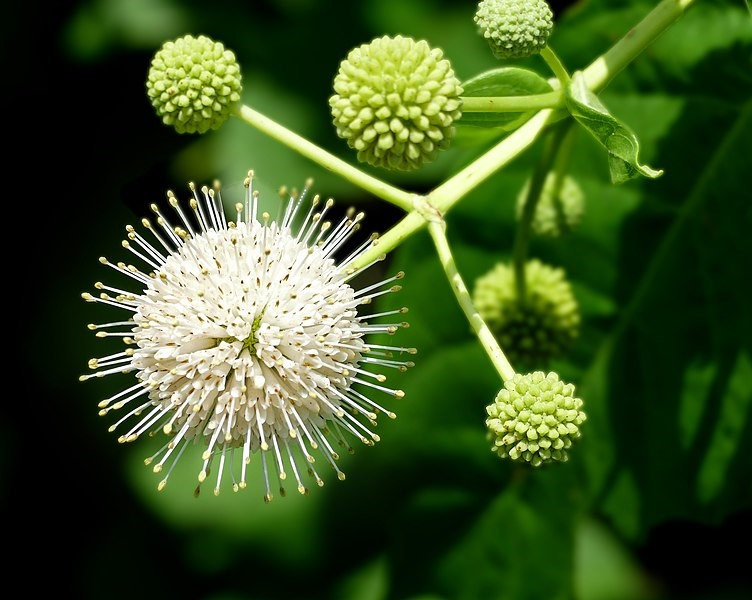 Buttonbush (Queen of the Wetlands) | DCMGV